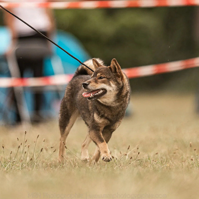 Sora de la vallée des loges